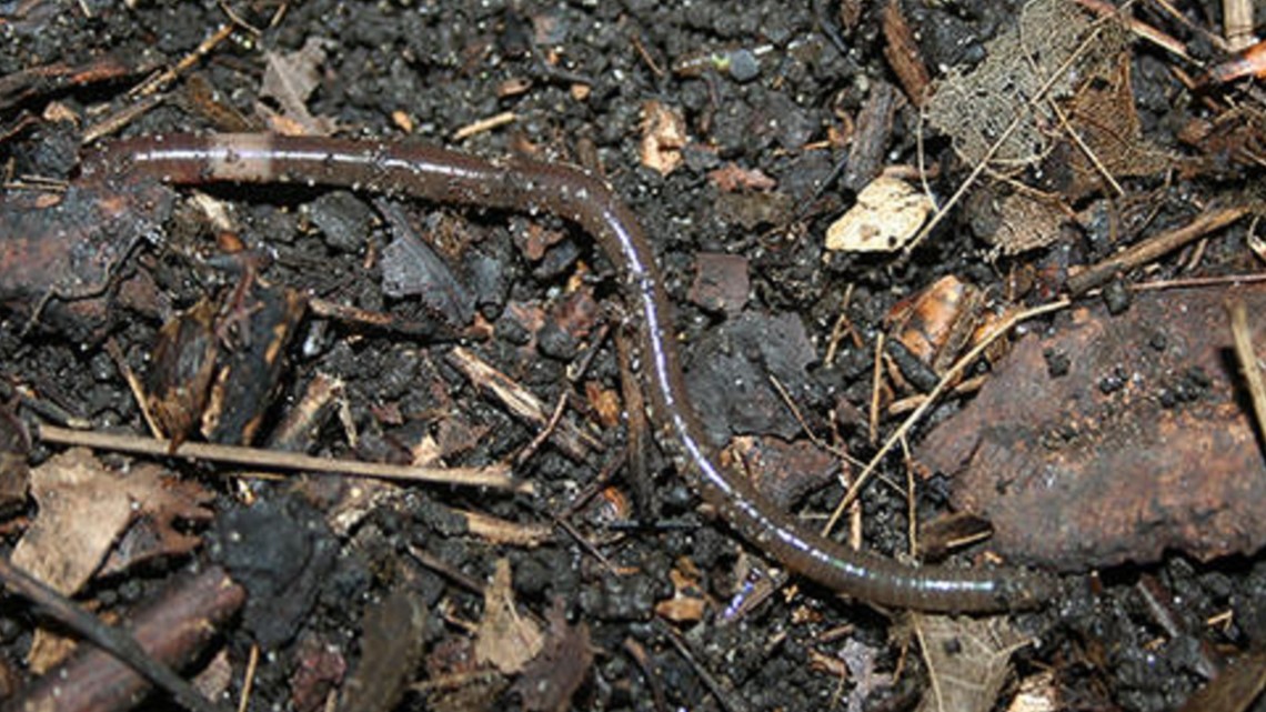 "Earthworms on steroids" jump a foot in the air, shed tails | wfmynews2.com