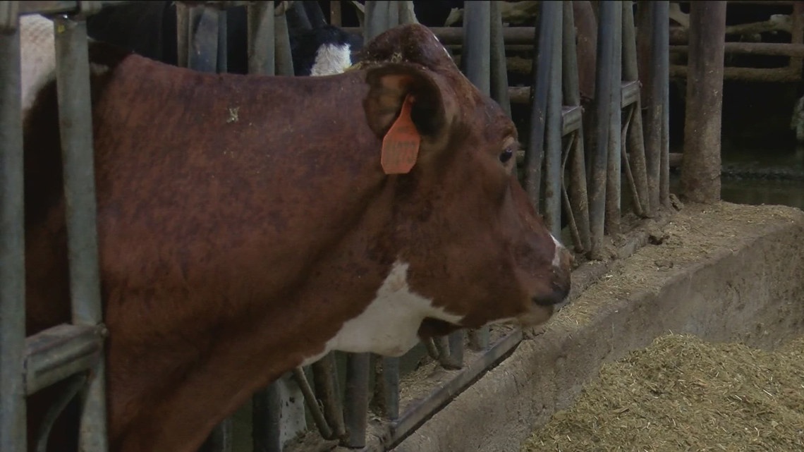 Avian flu found in North Carolina cows | wfmynews2.com