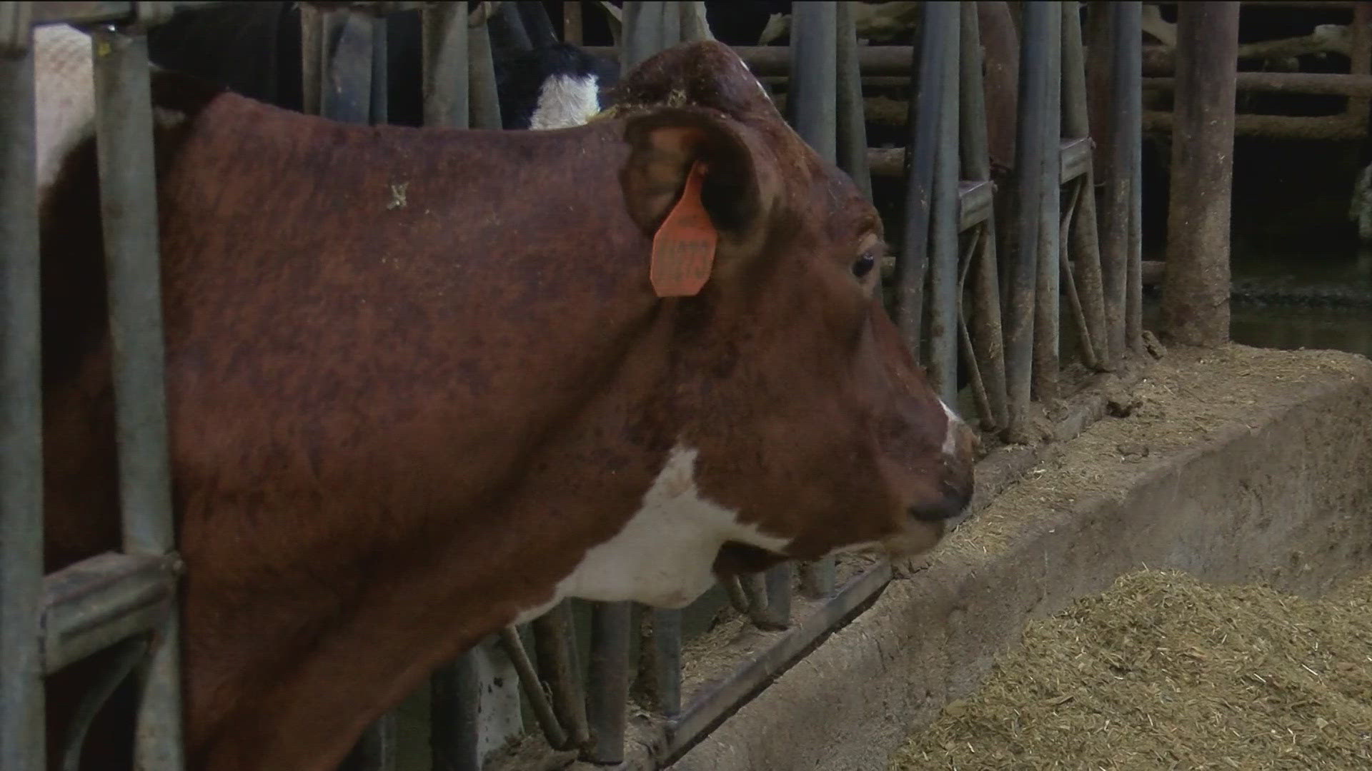 Avian flu found in North Carolina cows | wfmynews2.com