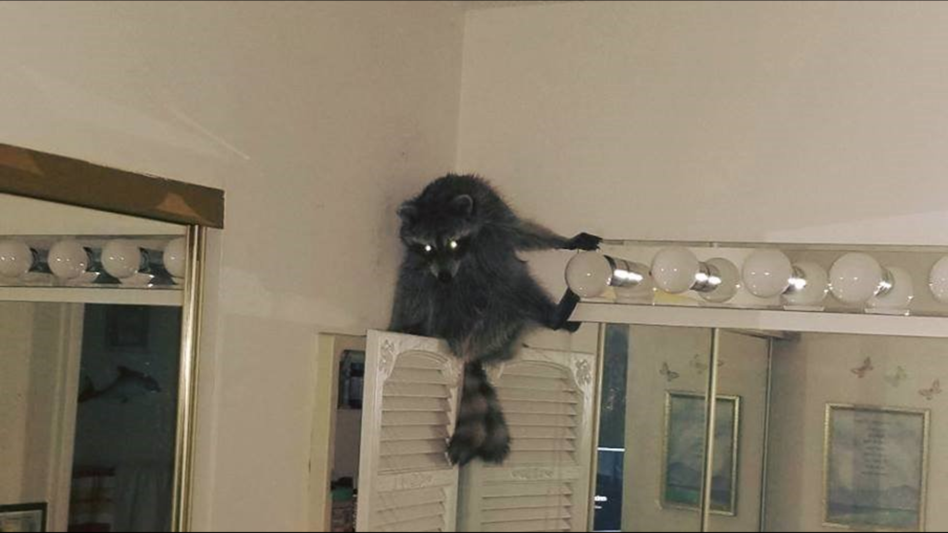 Deputies Capture, Release Furry 'Masked Bandit' From Woman's Bathroom ...