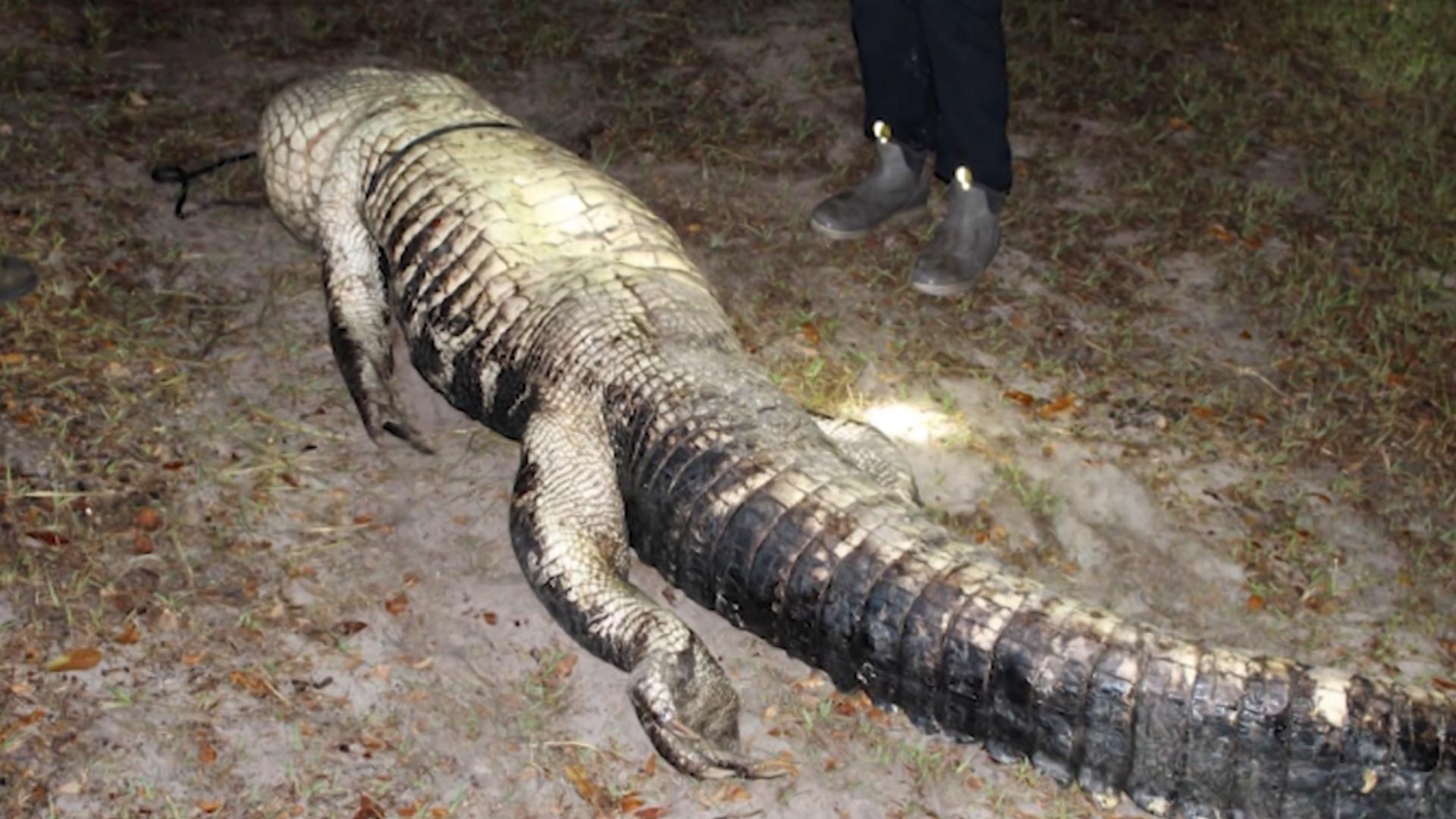 Officials kill alligator behind deadly attack of 61-year-old woman ...