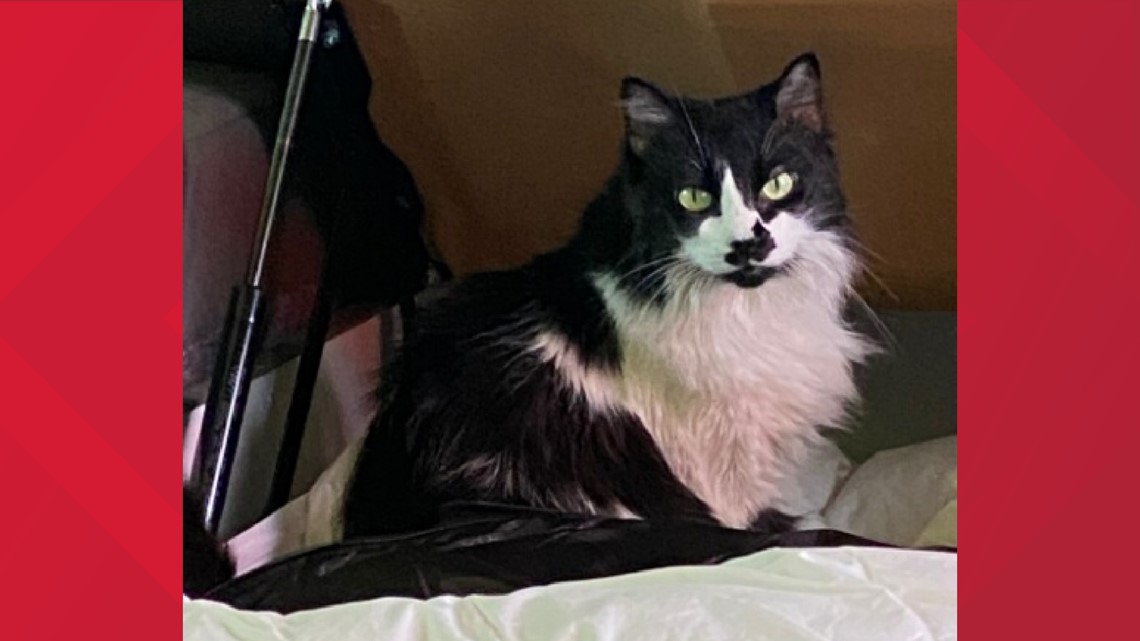 Cat taken during armed carjacking in Southeast DC | wfmynews2.com