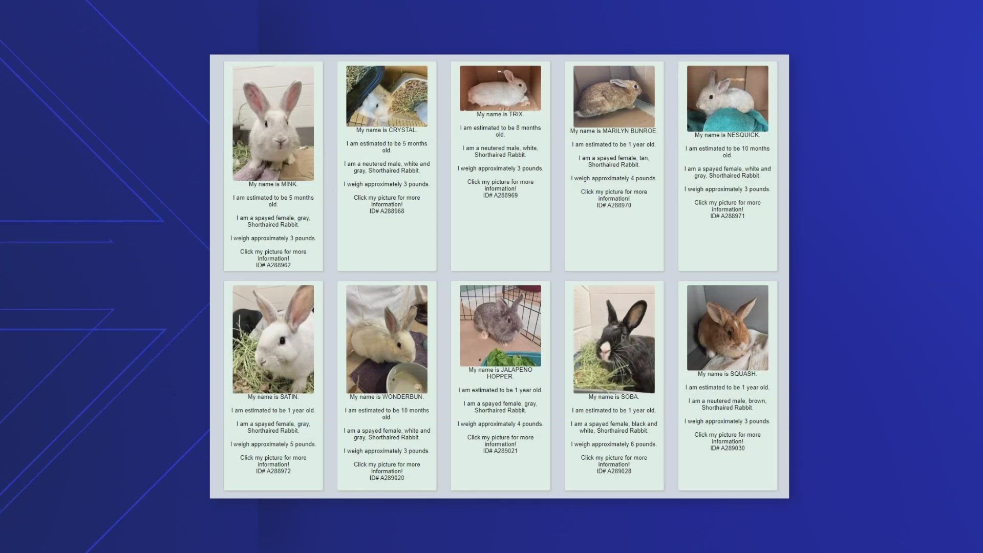Virginia shelter takes in 40+ rabbits, offers adoption special ...