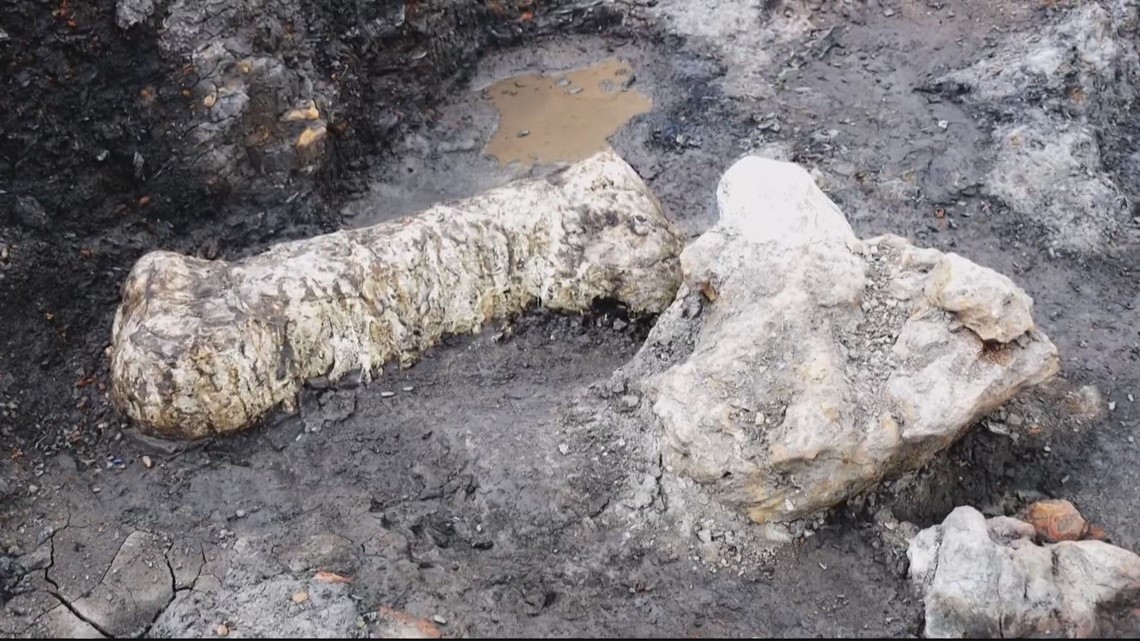 Dinosaur bones discovered in Laurel, Maryland | wfmynews2.com