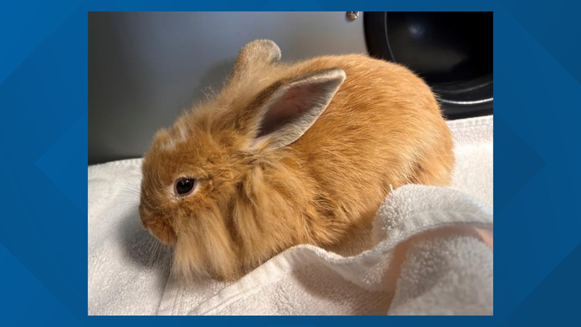 Virginia shelter takes in 40+ rabbits, offers adoption special ...
