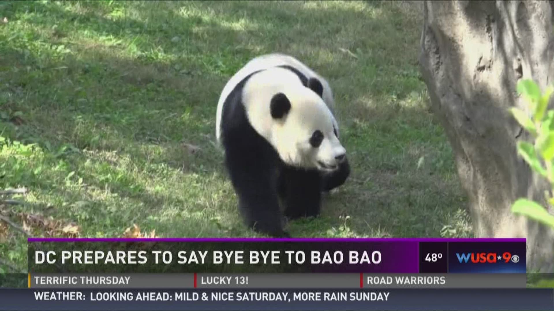 National Zoo Prepares to Say Goodbye to Panda Cub Bao Bao | wfmynews2.com