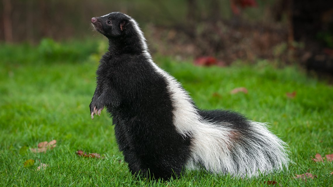 Rabid skunk found near US 64 in Lexington, health officials say ...
