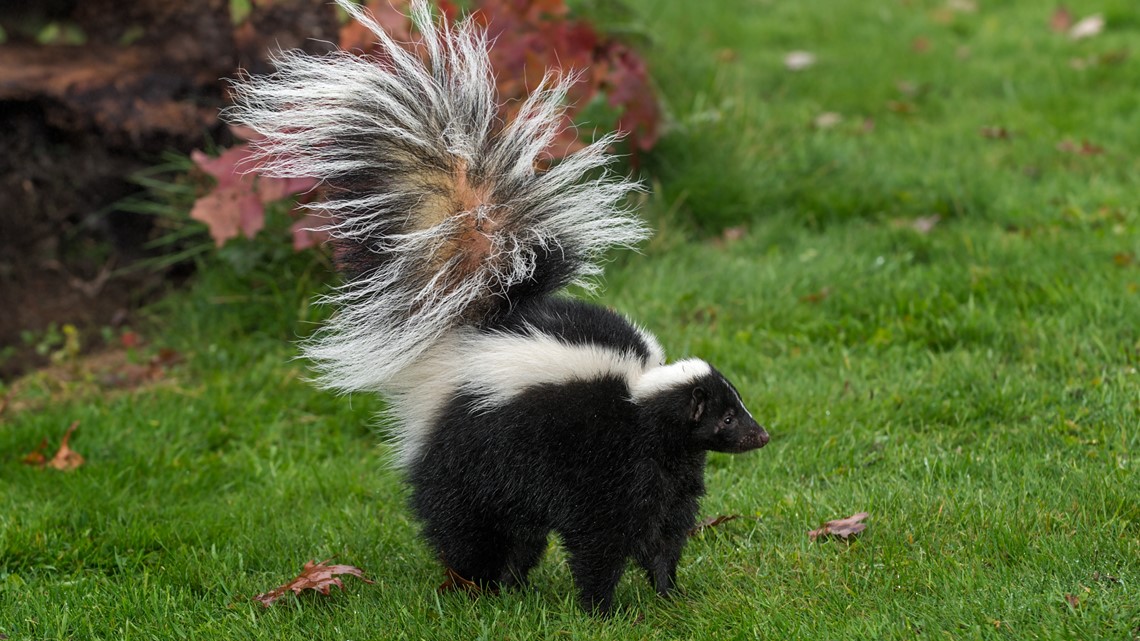 Skunk tests positive for rabies in Suffolk | wfmynews2.com
