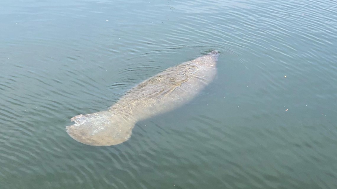 Manatee pays Newport News a visit | wfmynews2.com