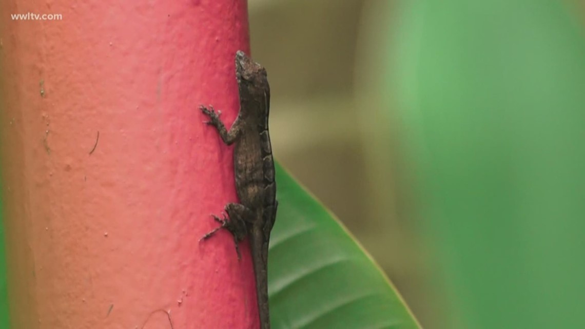 Where Did All The Little Brown Lizards Come From
