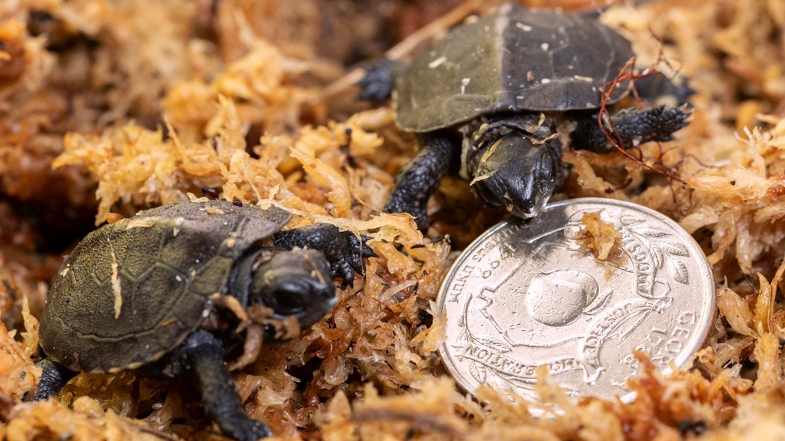 Zoo Atlanta baby turtles, critically endangered | wfmynews2.com