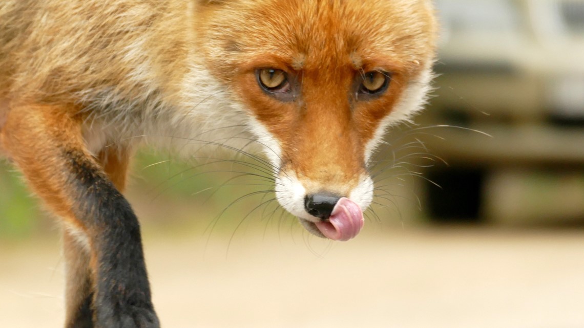 Rabid foxes bite 3 people in Archdale | wfmynews2.com