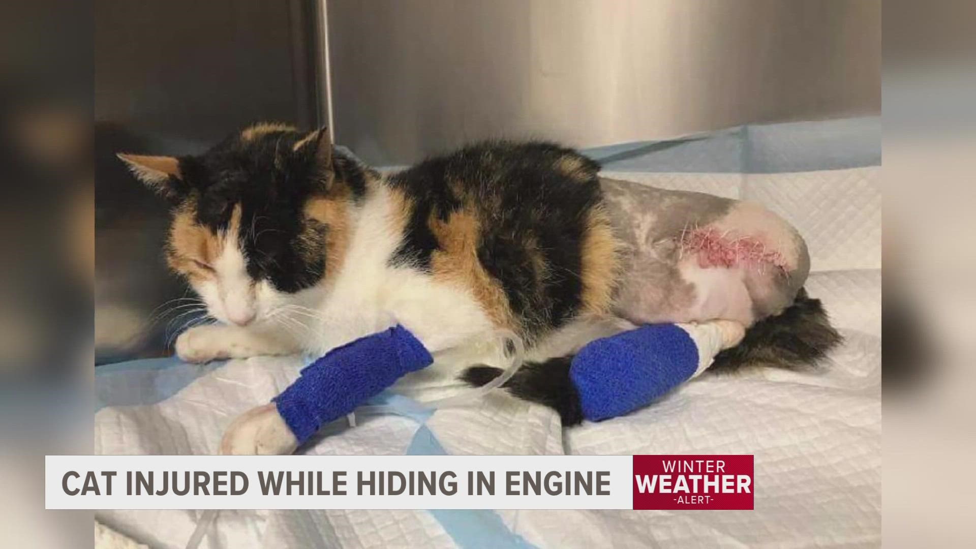 'It can be fatal': Cat loses leg while seeking shelter from the cold in ...
